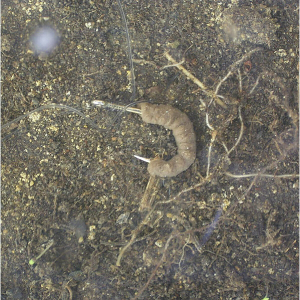 Enterprise Tackle Imitation Worm Hook Skins Carp Coarse Fishing Blood ...