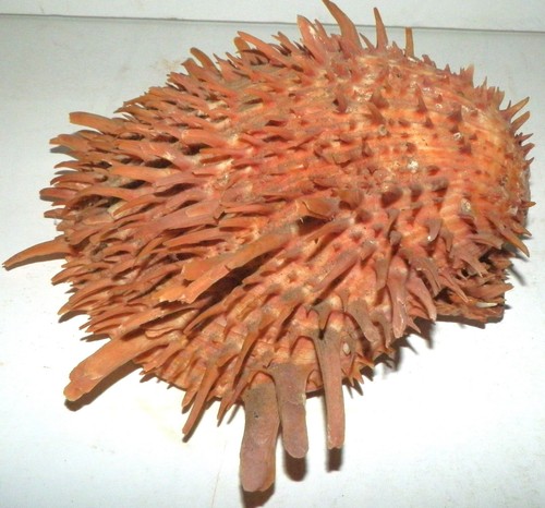 Orange Bearded Thorny Oyster Spondylus Seashell Shell 5" | eBay