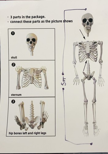 Halloween Human Skeleton Oversized Poseable Full Life Size Decoration ...