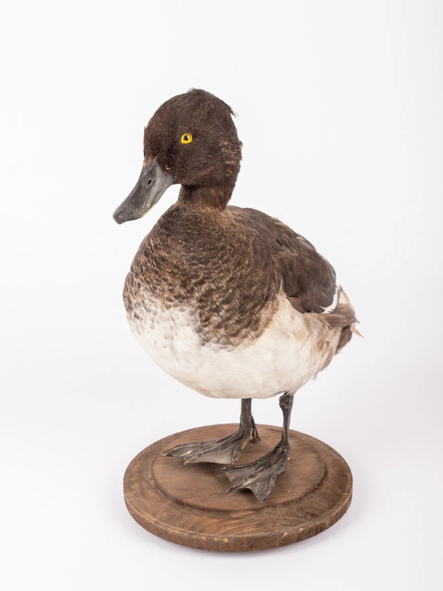 Ringneck Duck Mounts