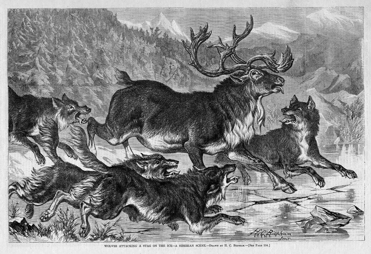 Wolf Attacking Moose