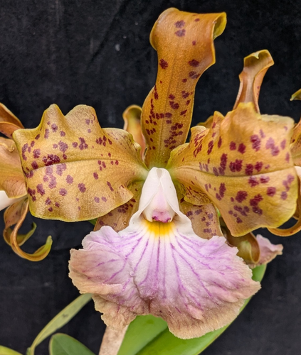 Cattleya Orchid C. velutina (Caliman) x sib select | eBay