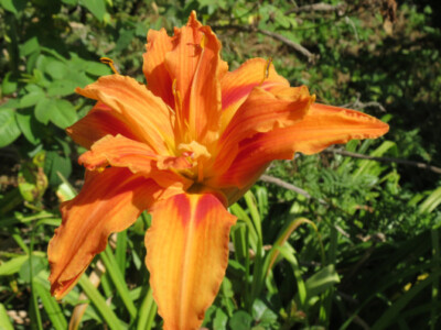 Double Daylilies Hemerocallis Fulva Tawny Orange Summer Blooms 3 Plants ...