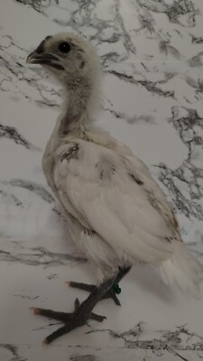 Livestock Supplies - White Leghorn Eggs