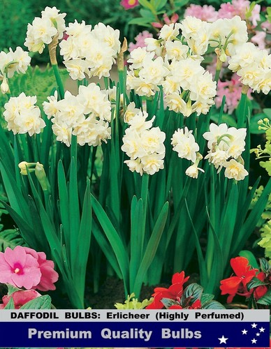 DAFFODIL BULBS - JONQUIL / ERLICHEER -Fragrant - 10x BULBS | eBay Australia