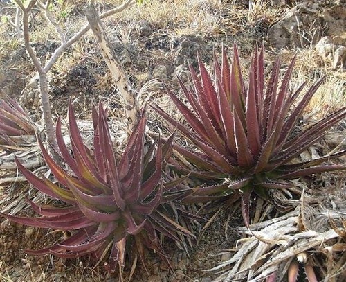 RED AGAVE (Agave kerchovei 'Huajuapan Red') 10 seeds | eBay