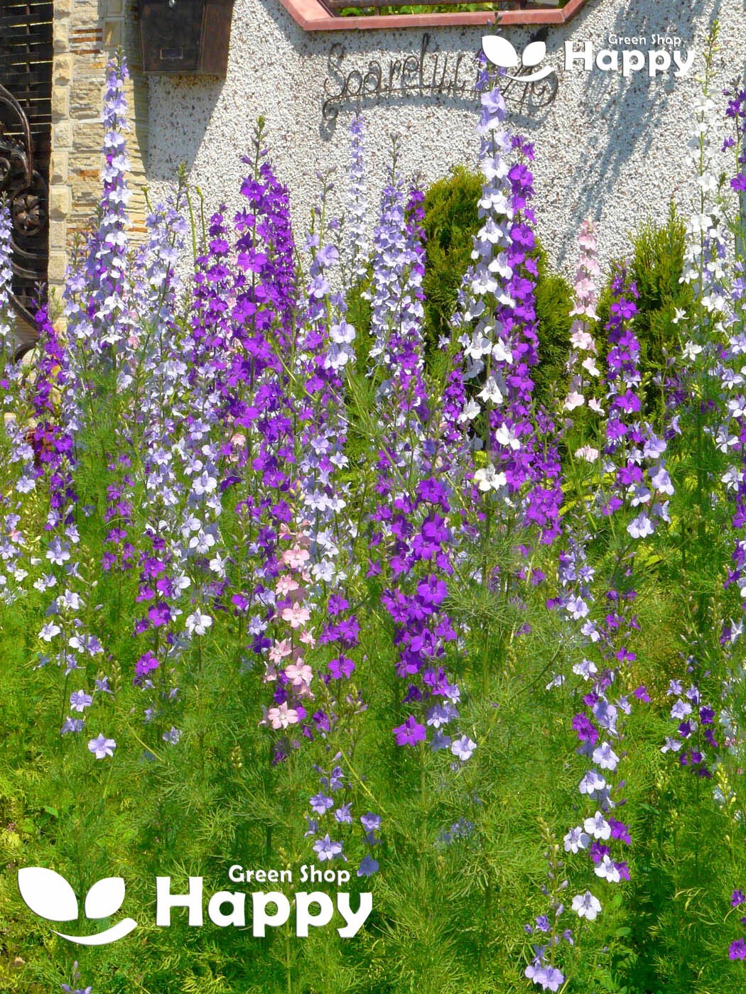 ROCKET LARKSPUR IMPERIAL MIX - 300 SEEDS - Delphinium consolida - CUT ...