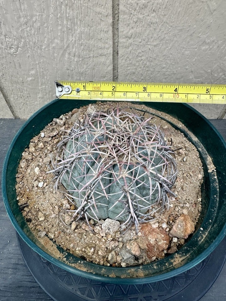 Echinocactus Horizonthalonius Devil's Head Cactus WYSIWYG | eBay