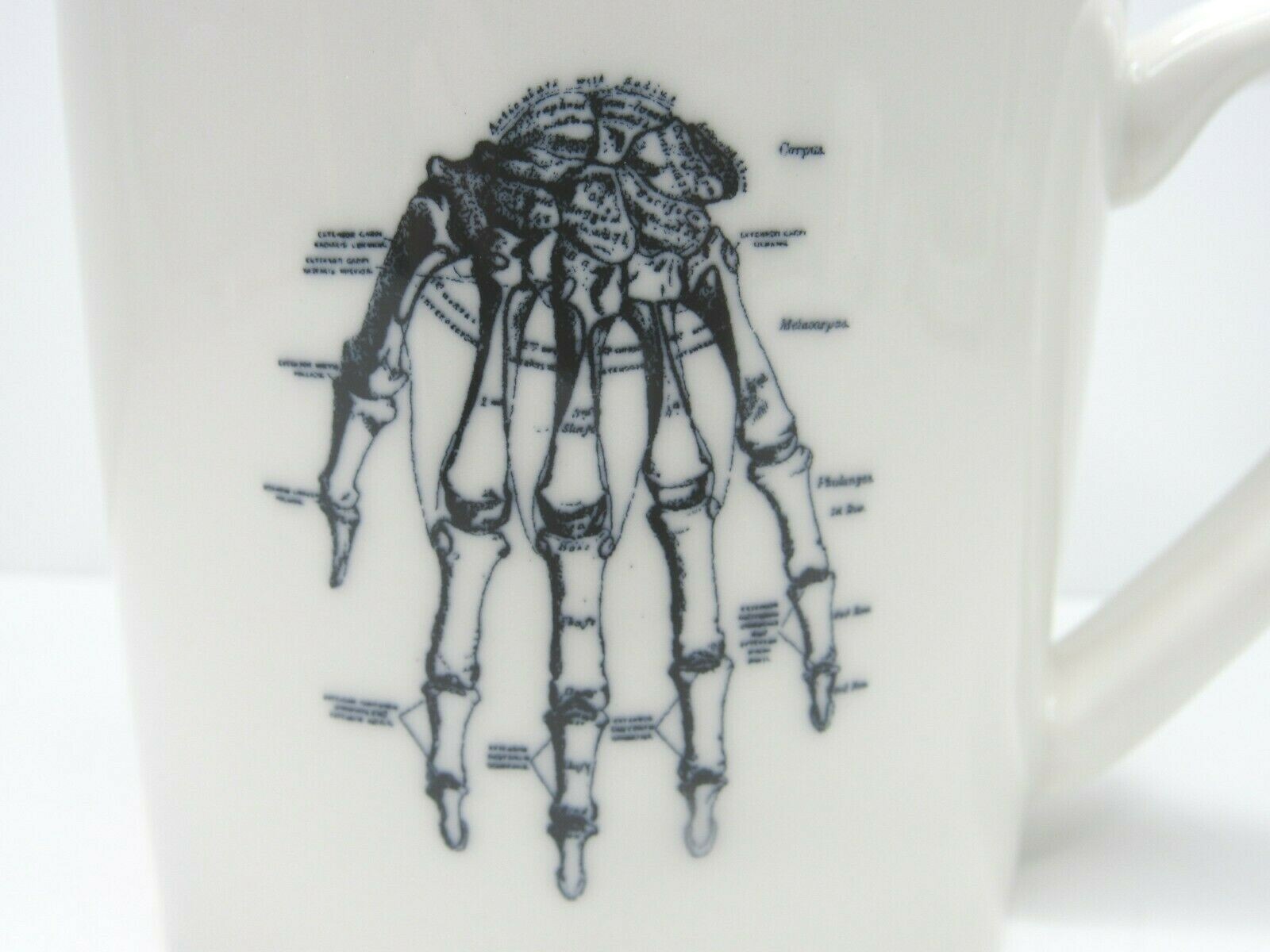 Anatomical Skeleton Hand Bones Magenta White Coffee Mug Skeletal ...