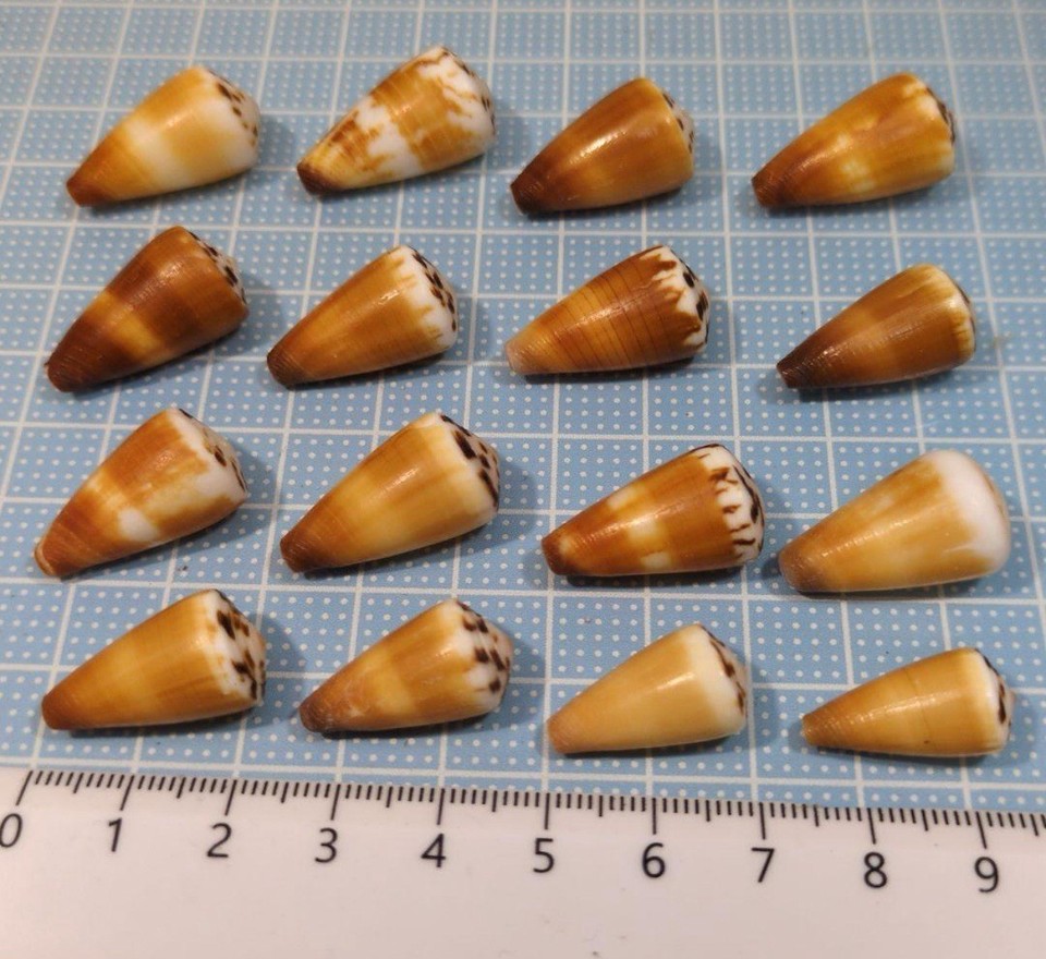 Cone shell from japan Surf-Tumble Shells of Okinawa 344 | eBay