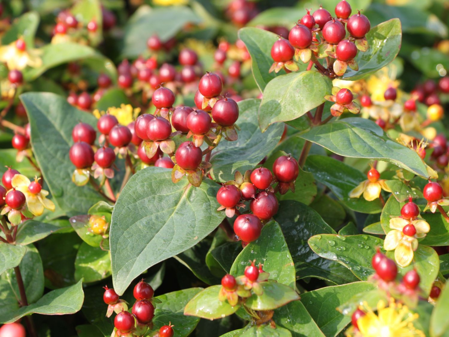 Hypericum 'Miracle Marvel' SEMI-EVERGREEN SHRUB HARDY XXL Jumbo Plug ...