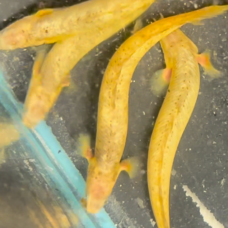 Xanthic Marbled Senegalus Bichir | eBay