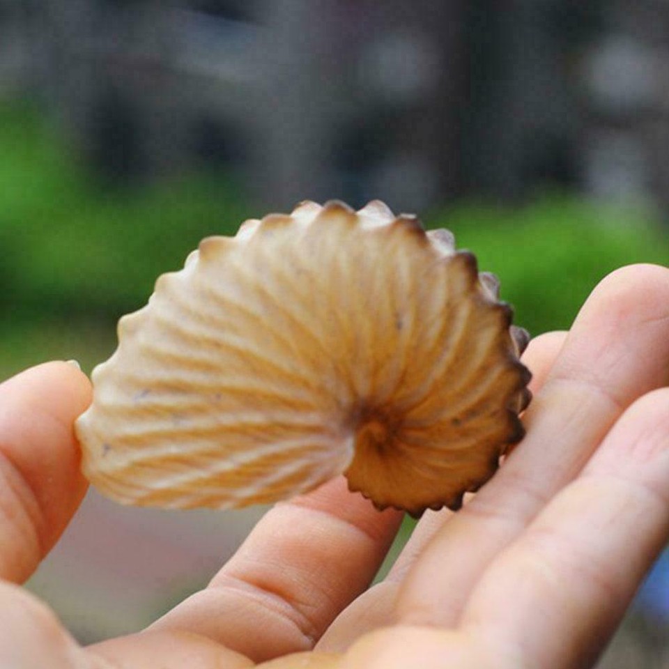 5cm Natural Pink Shell Conch Coral Sea Snail Starfish Fish Decor Tank ...