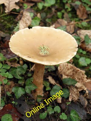 Photo 6x4 Fungus, Shaptor Wood Bovey Tracey Not far from [[127100 ...