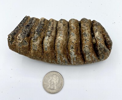 STEGODON Juvenile TEETH GENUINE FOSSIL Java Indonesia S10 | eBay