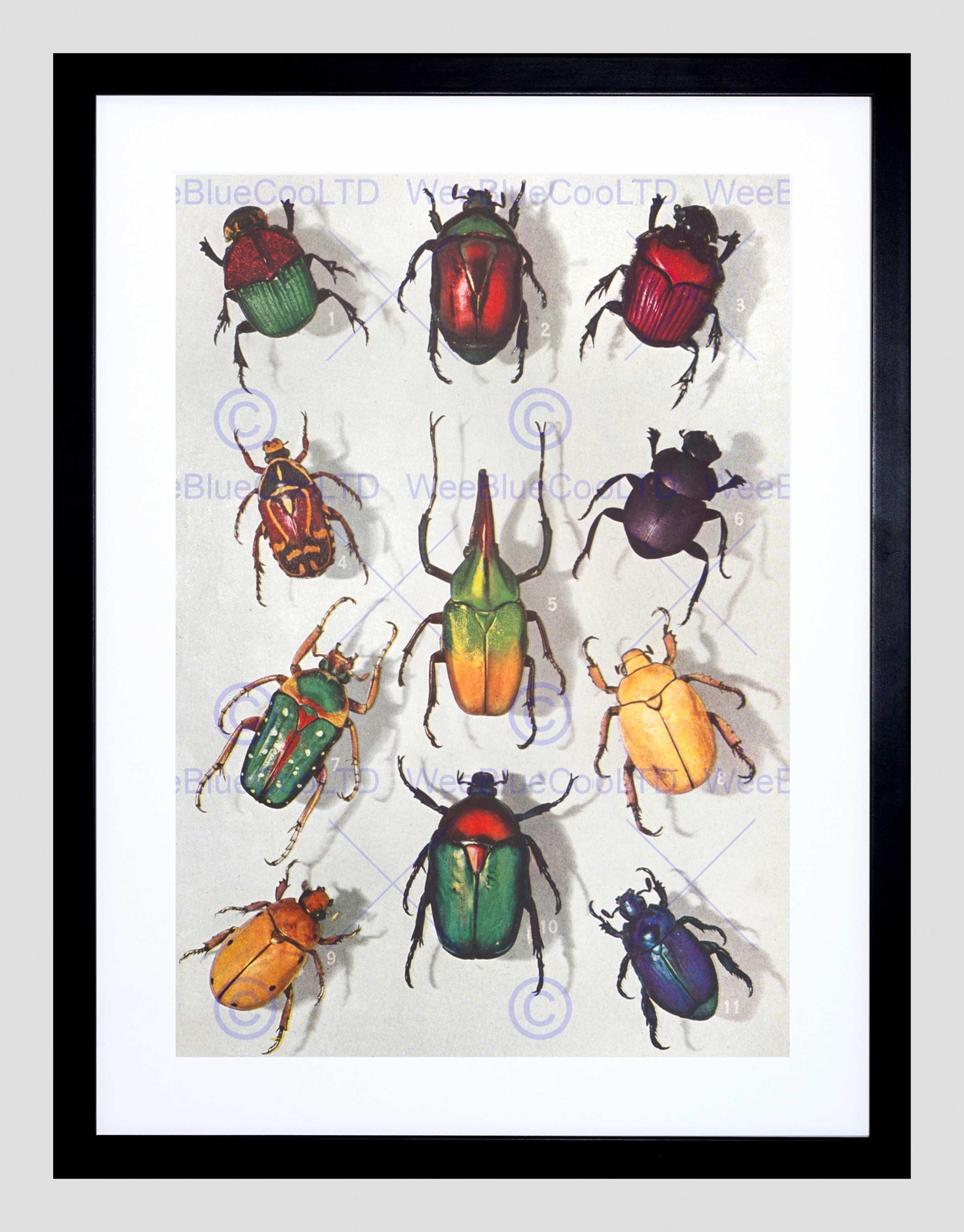 SCIENTIFIC PHOTOGRAPH BEETLES INSECT COLOURFUL BLACK FRAMED ART PRINT ...