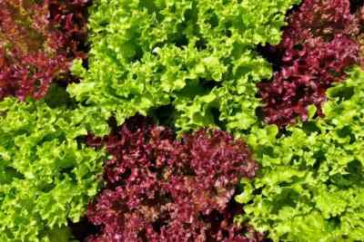 LETTUCE SEEDS Home Vegetable Garden RED GREEN MIX LETTUCE SEED | eBay