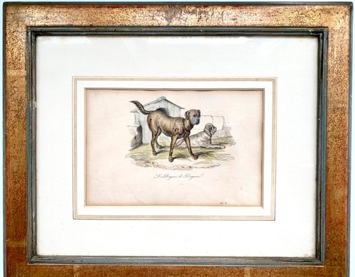 Framed Antique Le Dogue de Doguin Hand Colored Engraving Print by ...
