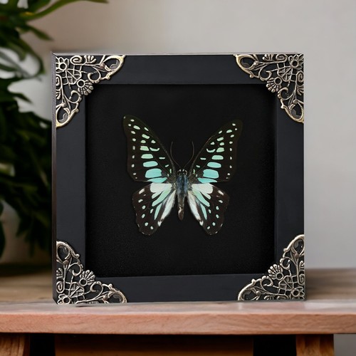 Real Dried Butterfly Black Shadow Box Framed Insect Bug Taxidermy Home ...