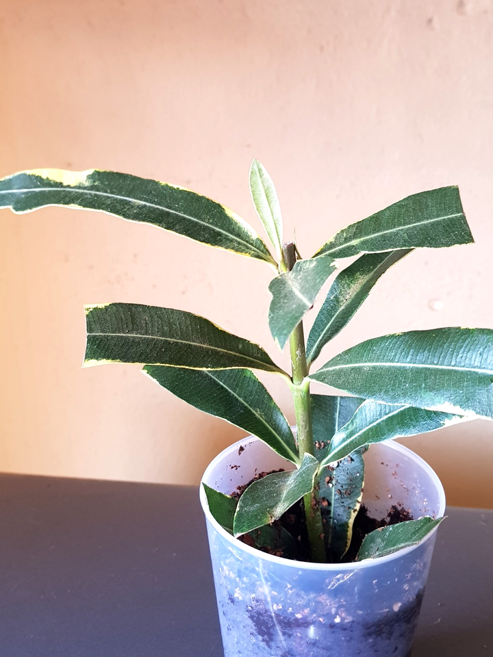 DOUBLE PINK /SCARLET VARIEGATED , SCENTED OLEANDER young plant 12.12.25 ...