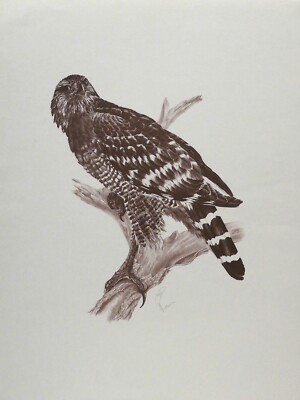 Charles Rowe Lithograph “Falcon” Bird Brown Pencil Signed and Numbered ...