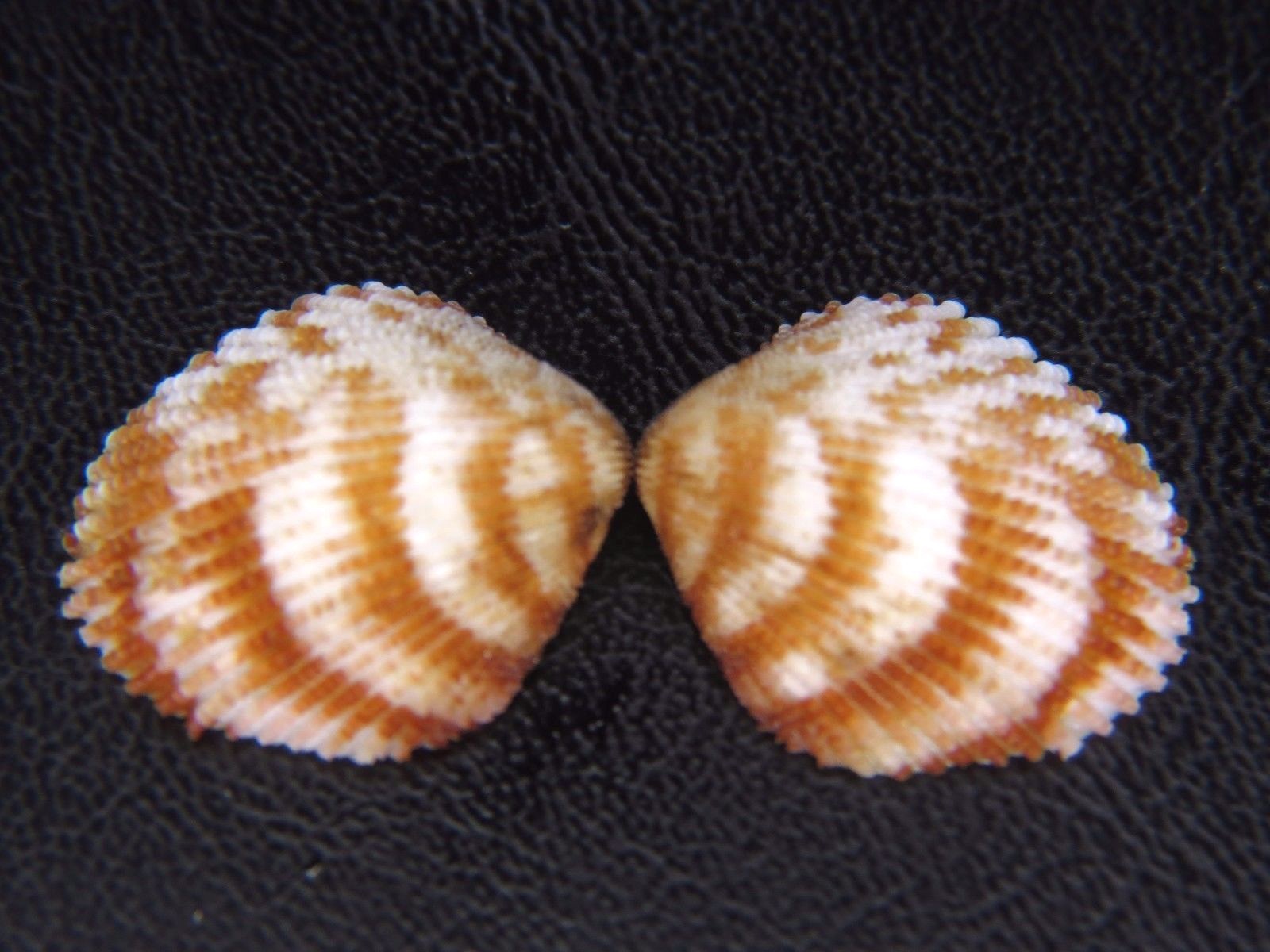 ARCTURELLINA ABYSSICOLA SPECIES: UNKNOWN DEEP-WATER RARITY @ 20.46MM ...