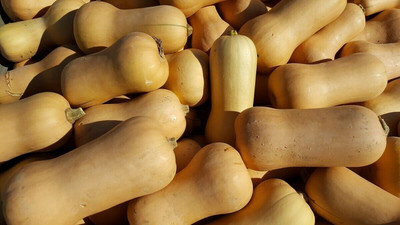 15 Premium Butternut Squash Seeds - Heirloom Variety, Easy to Grow ...
