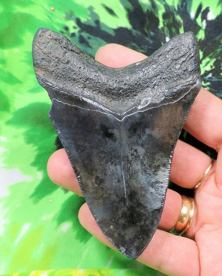 4 INCH REAL MEGALODON SHARK TOOTH BIG FOSSIL GIANT GENUINE SERRATED ...