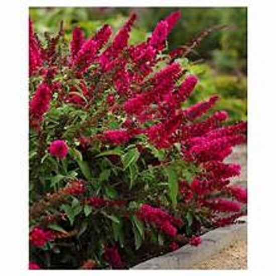 Royal Red Butterfly Bush ( Buddleia ) - Live Plant - ( 2.5 QT ) | eBay