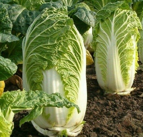 CHINESE MICHIHILI CABBAGE SEEDS 300+ Asian VEGETABLE garden GREENS FREE ...