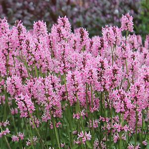 Stachys or Betonica officinalis 'Rosea' - Betony 9cm pot, grows ...