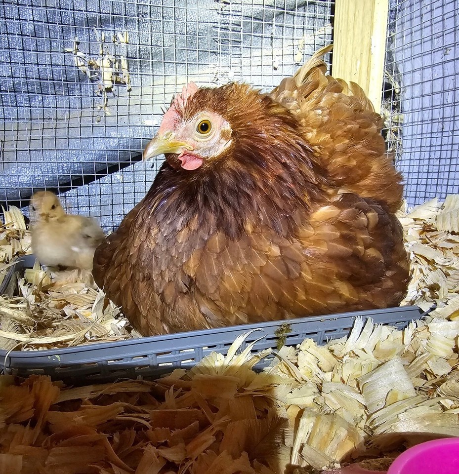 Bantam Cochin eggs From SHOW Stock! Color Pack. Possibly Frizzled | eBay