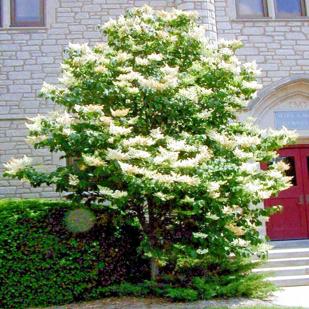 Japanese White Lilac Tree Seeds Flower Plant Cold Hardy Butterflies ...
