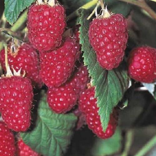 Box Of 3 Meeker Red Raspberry, 1'-2' tall live potted plant . | eBay