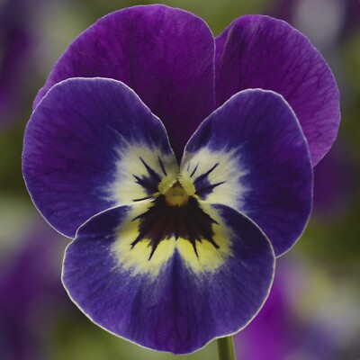 Violet Flower Absolute Essential Oil -(Viola odorata)-100% Pure ...