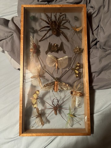Vintage Real Tarantula Bug Taxidermy Display Framed Box Art 20x10 | eBay