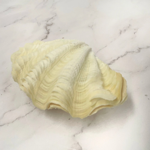 Real Clamshell Double 14 CM B | eBay Australia