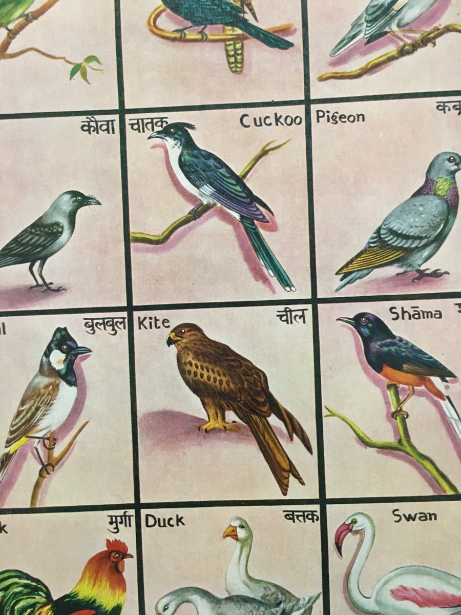 Indian Birds With Name