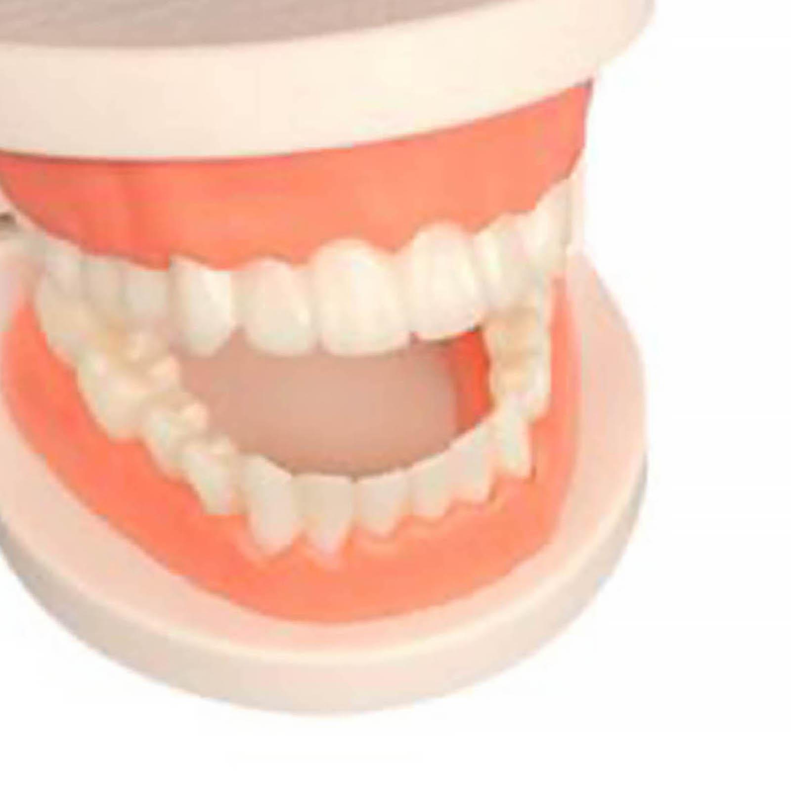 Teeth Model Brushing Tooth Toy Teeth Simulation Toys for Practical Life ...