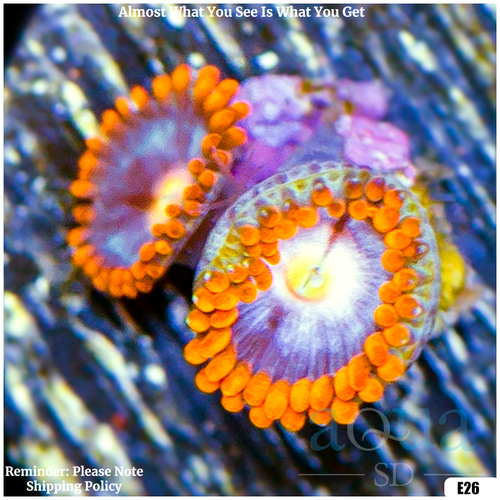 132 AquaSD Live Corals/Frags - Berry Burst Zoas - Aqua SD | eBay