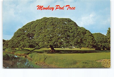 Hawaiian Monkey Pod Tree Chrome Postcard Vtg Unposted | eBay