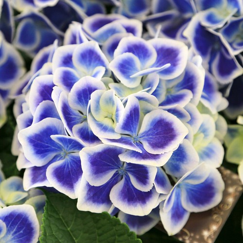 T&M Hydrangea Bavaria Garden Patio Flowering Hardy Shrub 9cm Potted ...