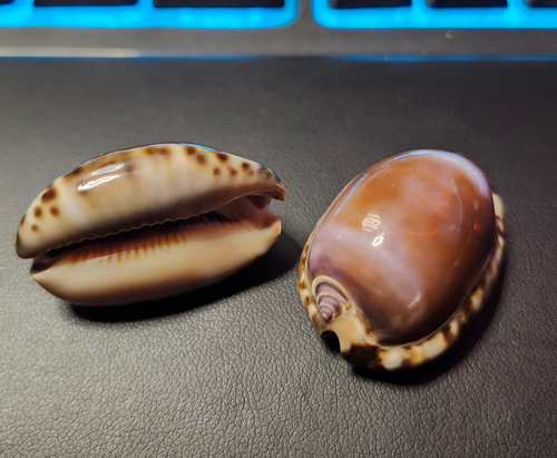 Cypraeidae Monetaria Caputserpentis - Sea Snail Cowry Gastropod Shell ...