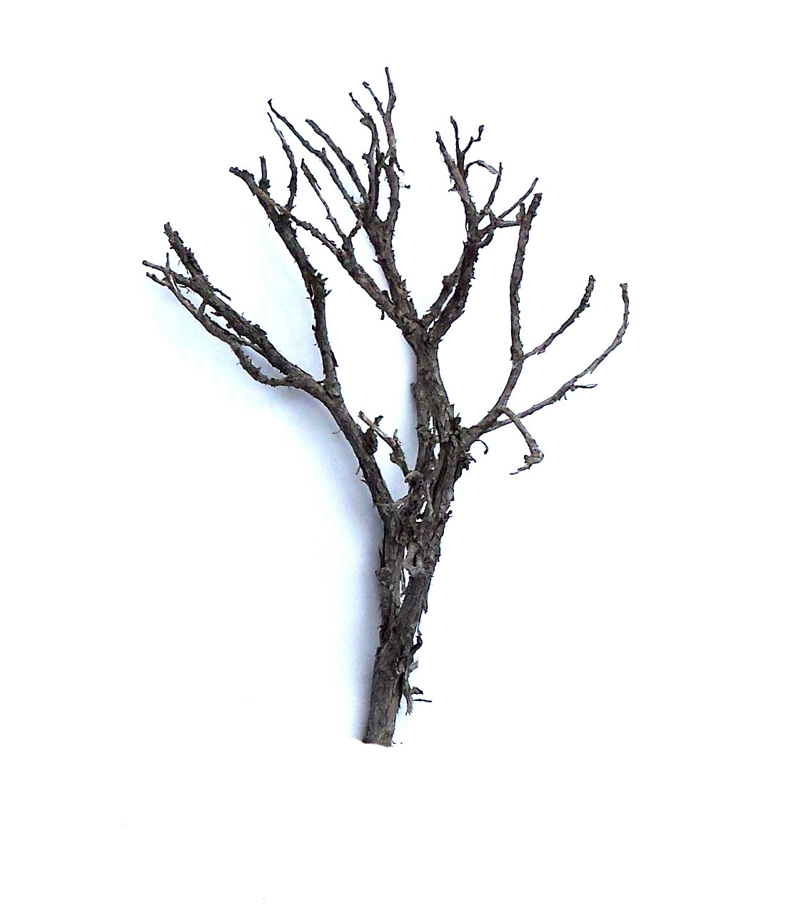 5 13" MINIATURE RAILWAY TREES LARGE SCALE SAGEBRUSH MODEL RAILROAD ...