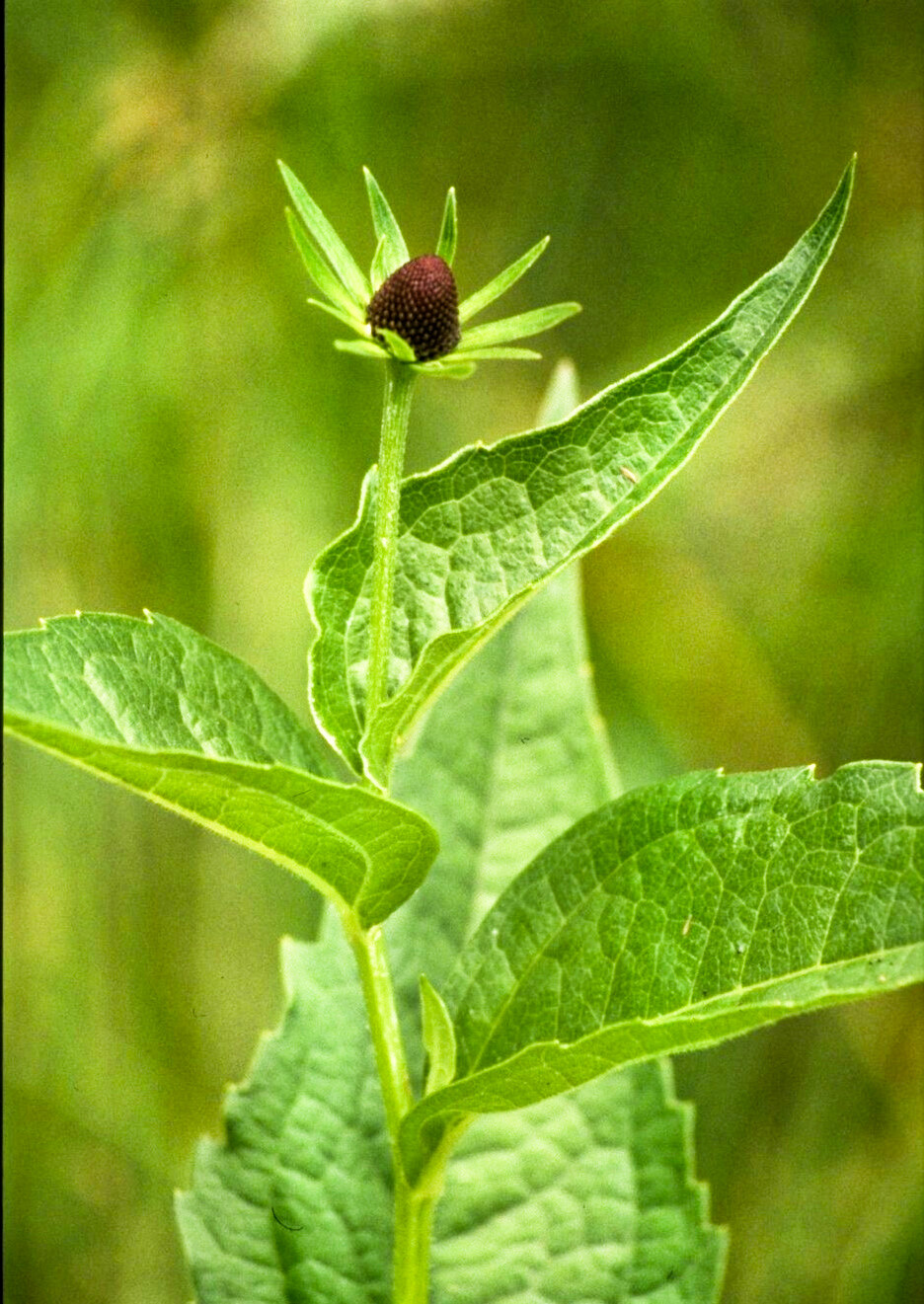 30 WESTERN CONEFLOWER Rudbeckia Occidentalis Green Wizard Black Flower ...