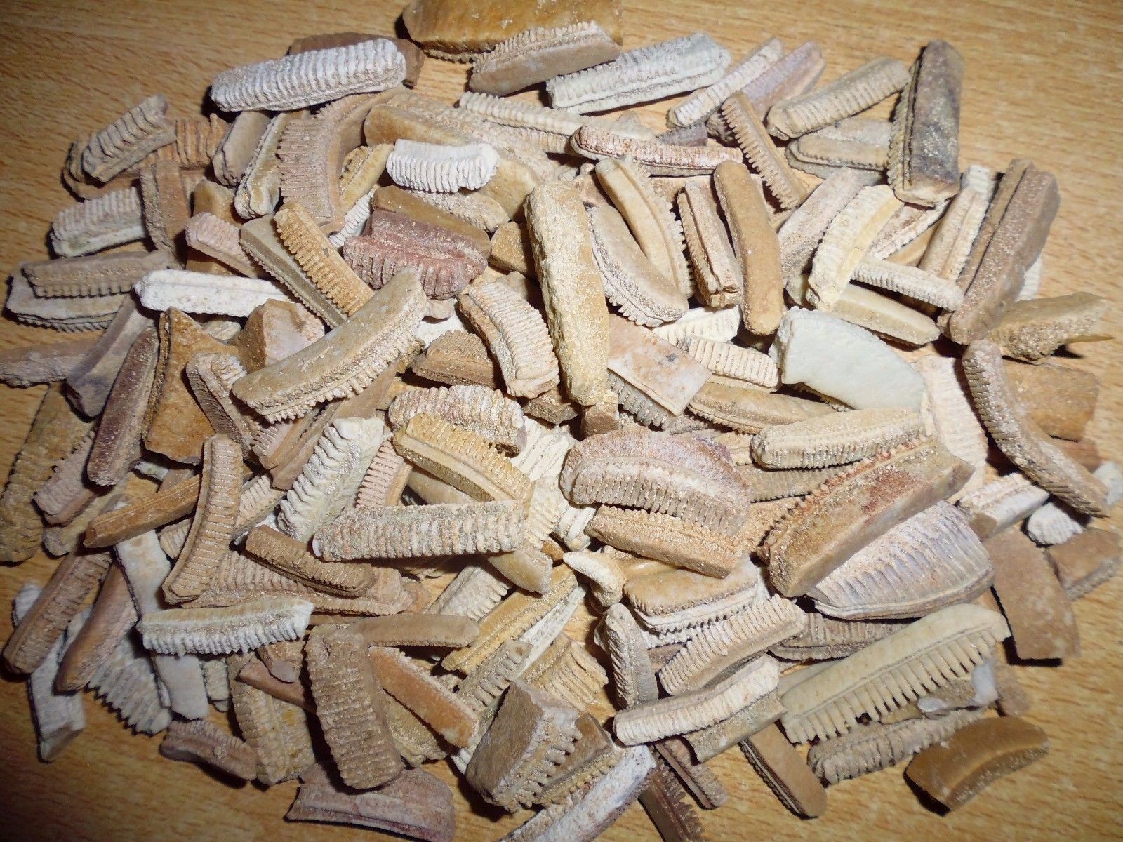 Lot of 15 fossil Myliobatis Eagelray teeth from Morocco Dinosaur age ...