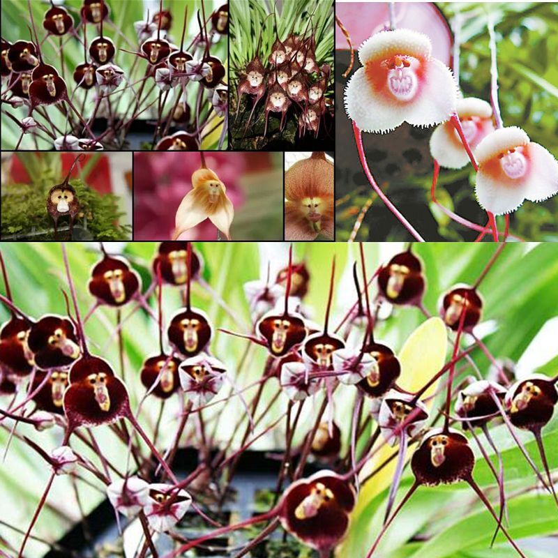 1 Pack 10 Rare Monkey Face Orchid Seeds Dracula Cute Simia Garden Plant ...