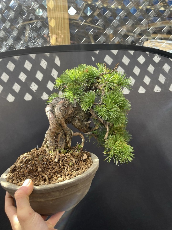 Japanese White Pine Bonsai Ungrafted | eBay