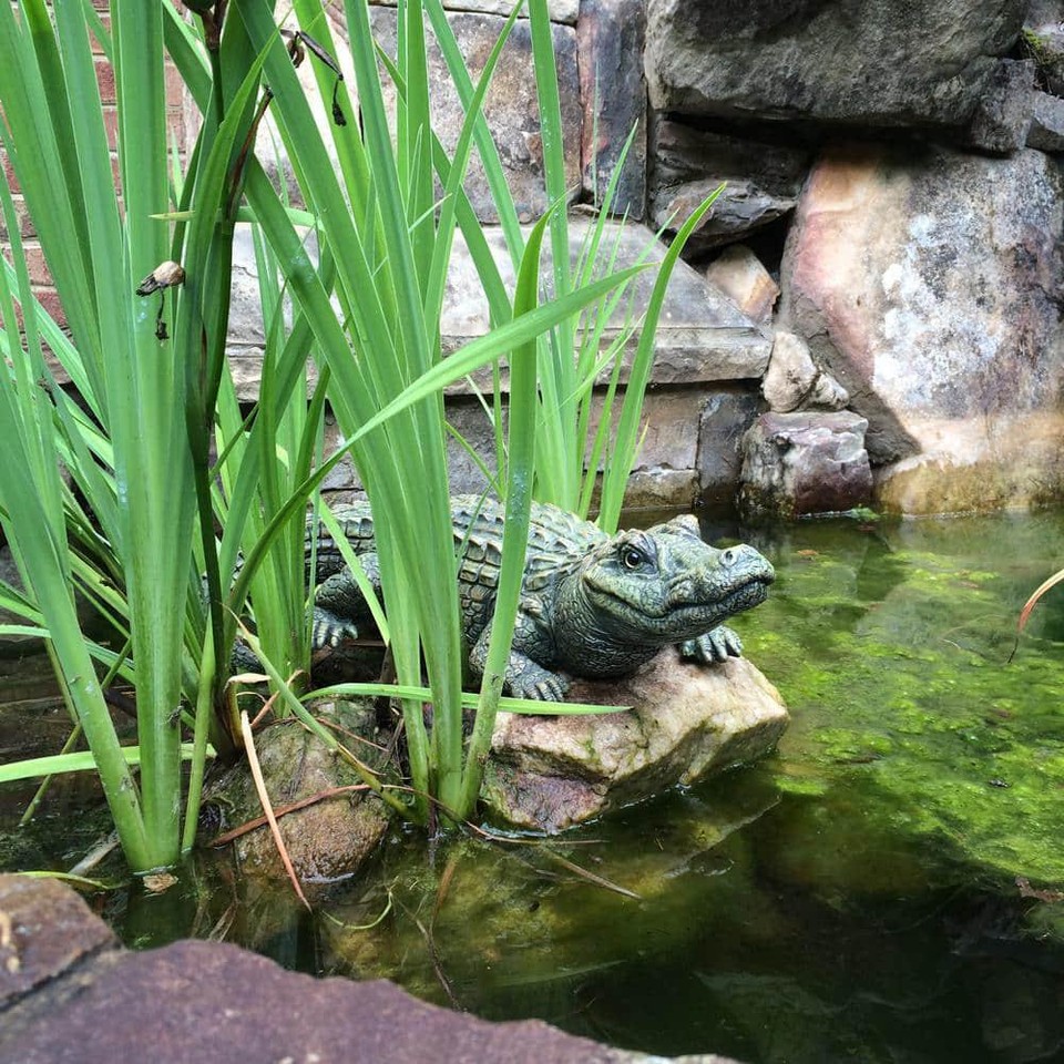 Realistic Alligator Gator Sculpture Statue Lifelike Yard Pool Garden ...