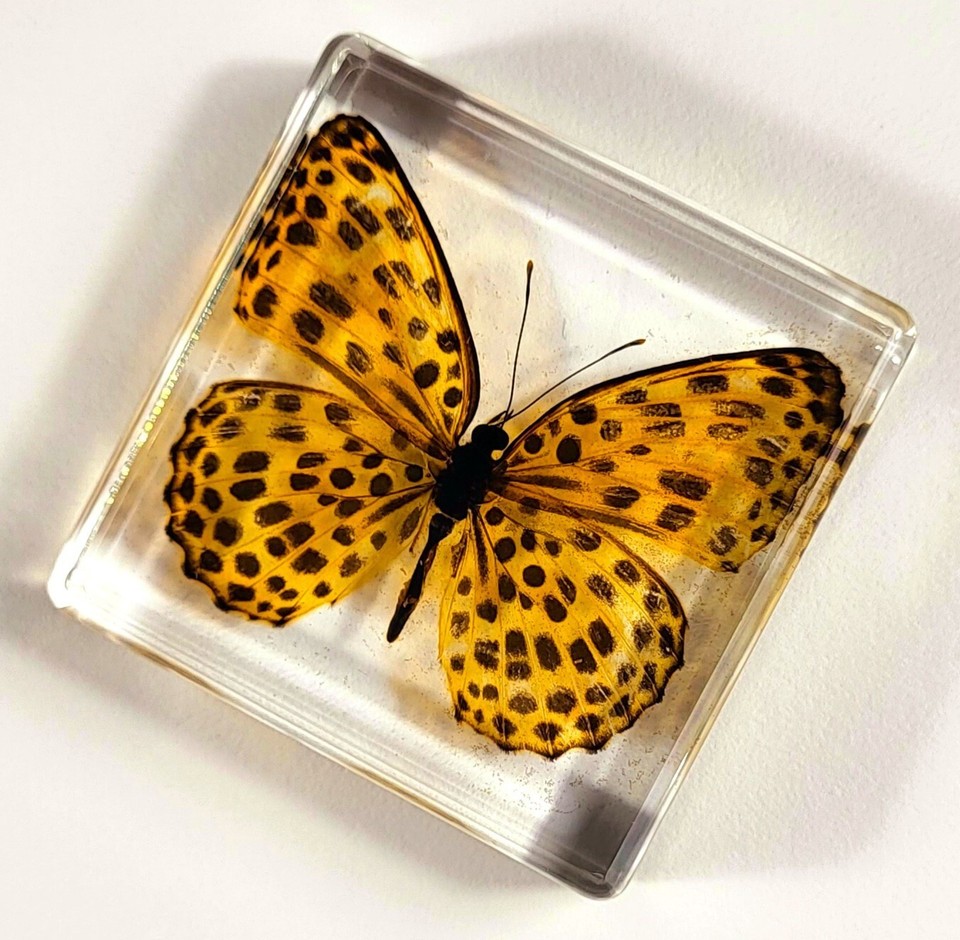 48mm Real Spotted Leopard Butterfly in Clear Lucite Preserved Timelaea ...